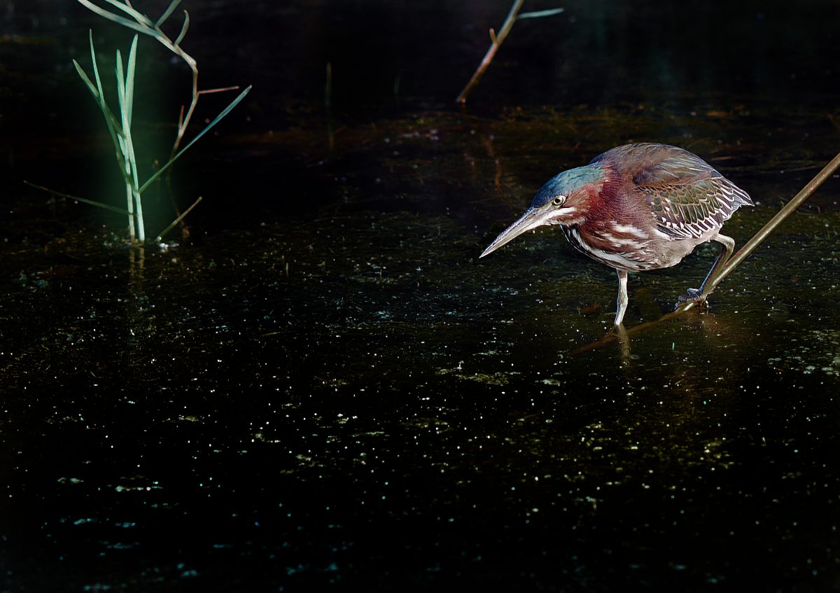 The Inspiration of Birds by W Goodwin - Two Hawks Quarterly